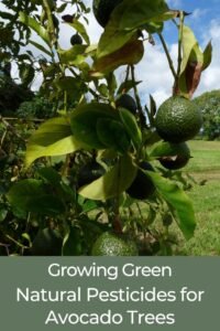 Growing Green: Natural Pesticides for Avocado Trees