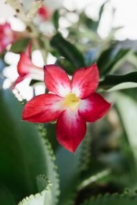 Sculpting Elegance: A Guide to Desert Rose Plant Pruning