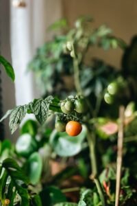 Causes and Solutions: Troubleshooting Tomato Stem Problems