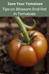 Save Your Tomatoes: Tips on Blossom End Rot in Tomatoes