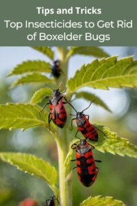 Tips and Tricks: Top Insecticides for Getting Rid of Boxelder Bugs