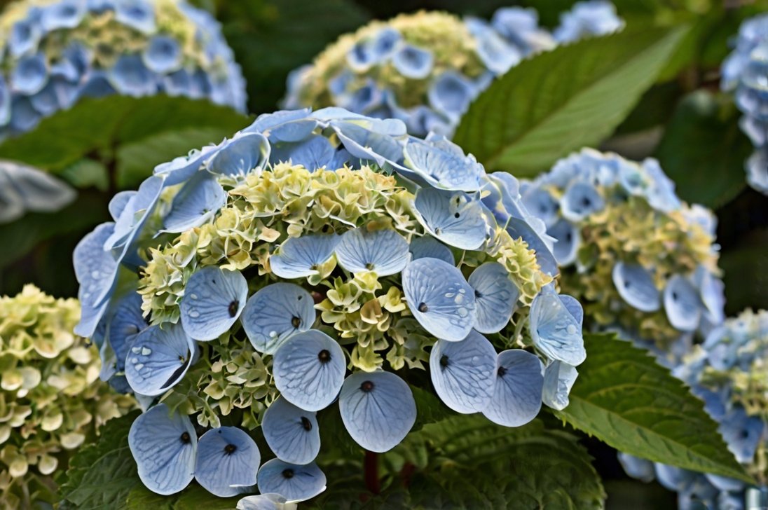 6 Common Hydrangea Pests: How to Prevent and Treat Them