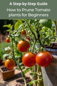 A Step-by-Step Guide: How to Prune Tomato plants for Beginners