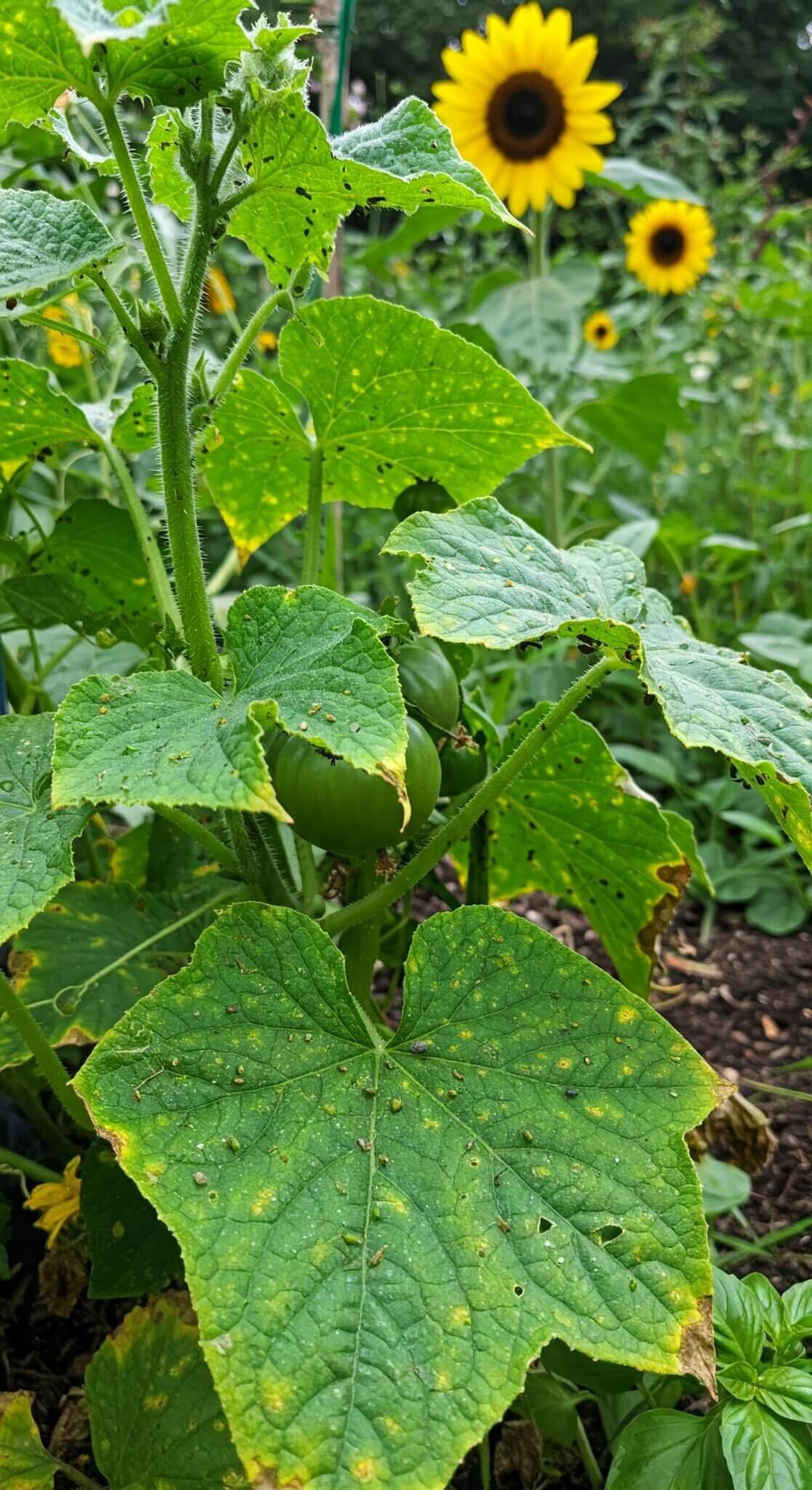 Summer Pest and Disease Management for Your Garden