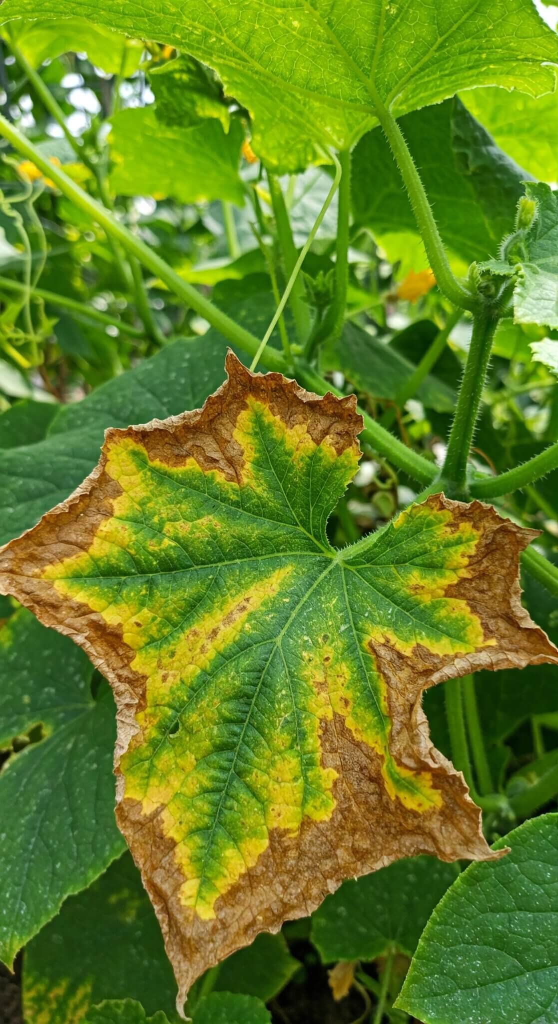 Saving Cucumbers from Downy Mildew: A Step-by-Step Guide