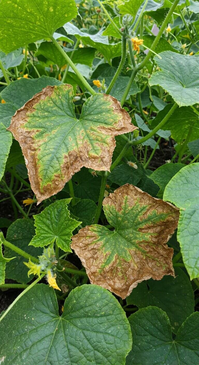 Saving Cucumbers from Downy Mildew: A Step-by-Step Guide